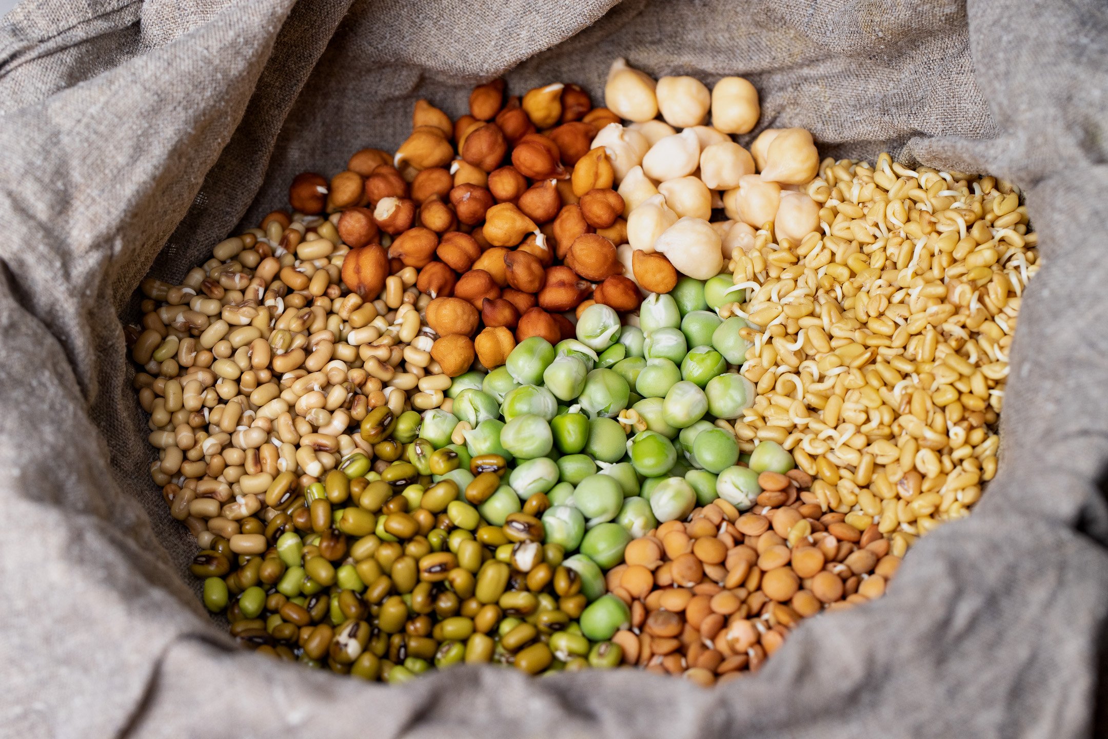 Sprouting Moong Beans - Indiaphile