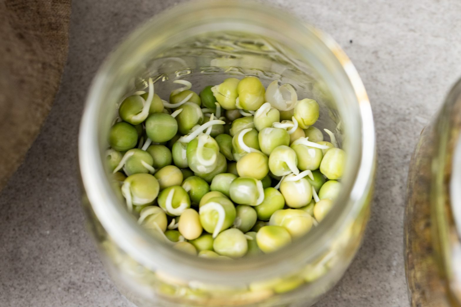 Sprouting Moong Beans - Indiaphile